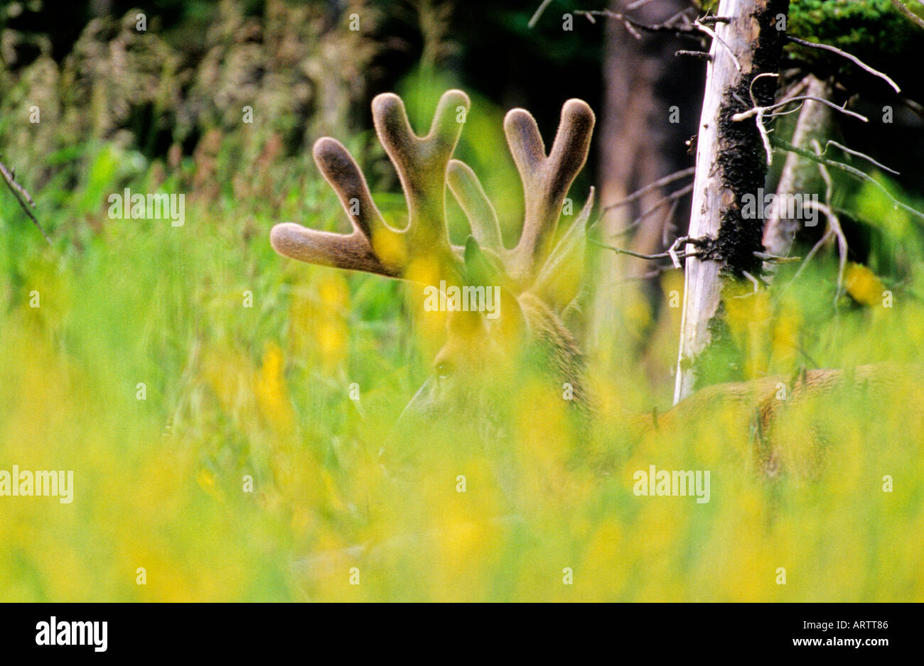 Mule Deer Buck 50 Stock Photo - Alamy