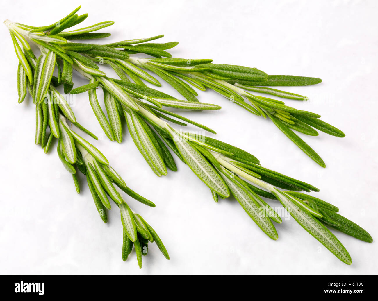 Rosemary sprig cut out hi-res stock photography and images - Alamy