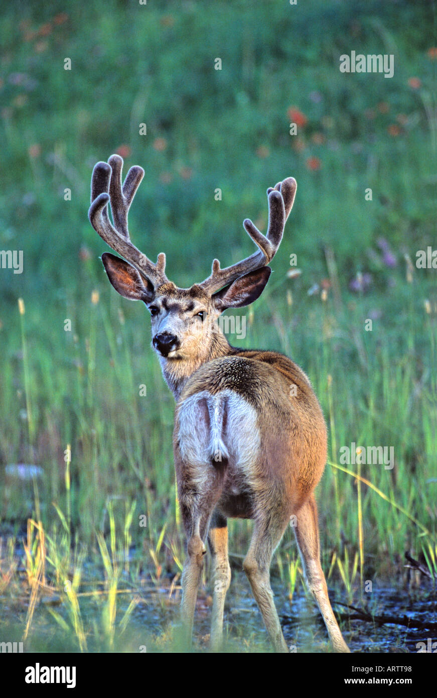 Buck looking back hi-res stock photography and images - Alamy