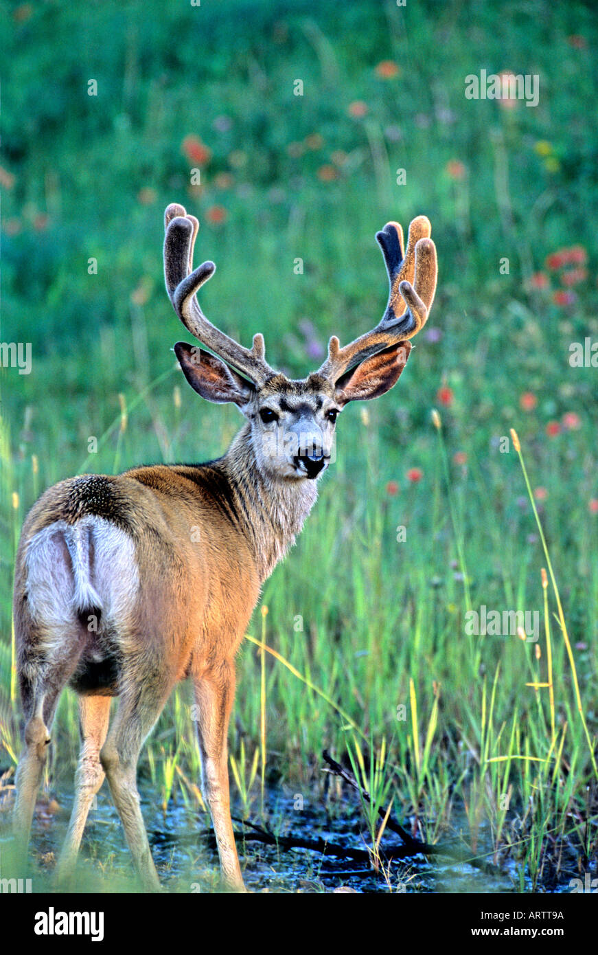 Rear view mule deer buck hi-res stock photography and images - Alamy