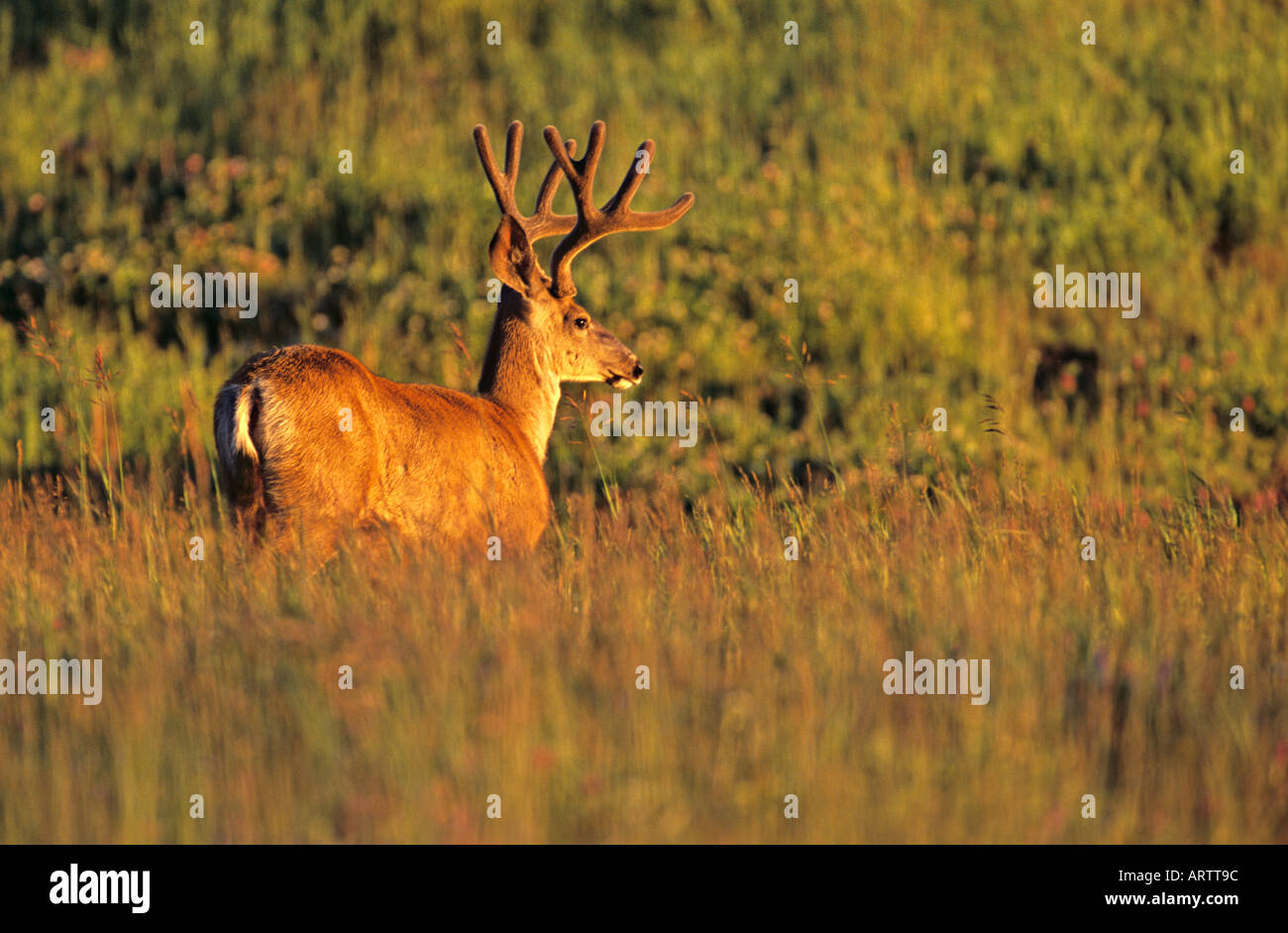 Mule deer rear view hi-res stock photography and images - Alamy