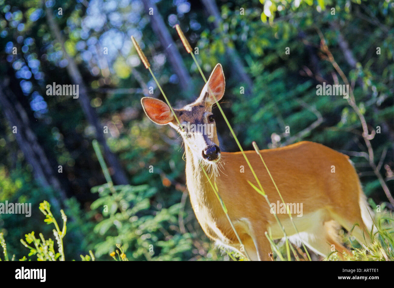 Whitetail Doe Deer 20 Stock Photo - Alamy