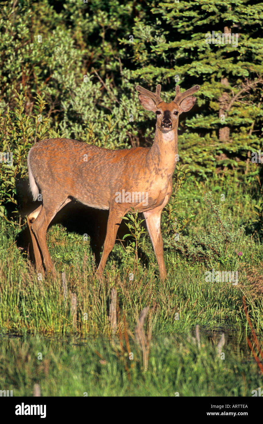 Whitetail Buck standing Stock Photo - Alamy