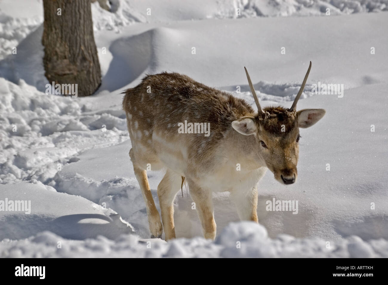 A Fallow Deer Stock Photo - Alamy