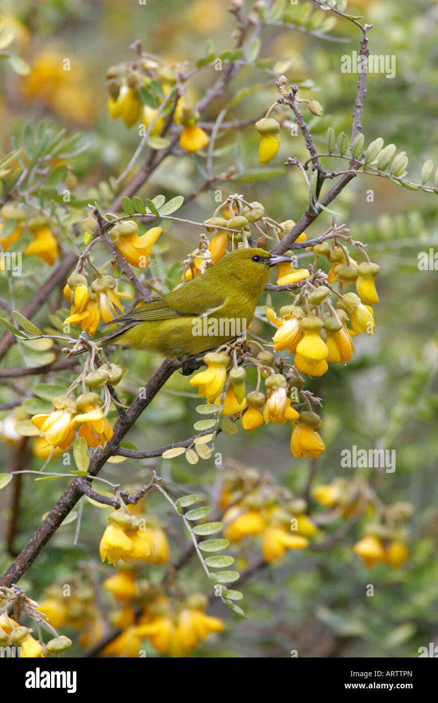 Maui amakihi (Hemignathus virens)on mamane flowers Stock Photo - Alamy