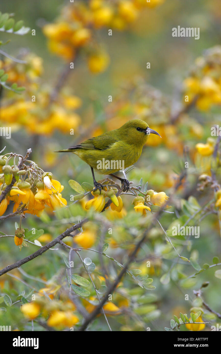 Maui amakihi (Hemignathus virens)on mamane flowers Stock Photo - Alamy