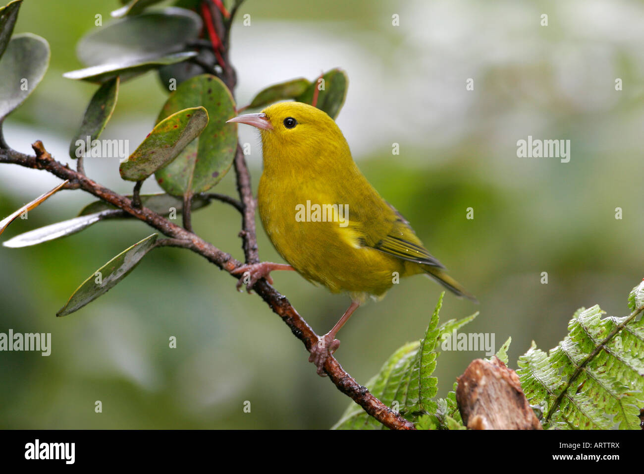 New species of birds in hawaii hi-res stock photography and images - Alamy