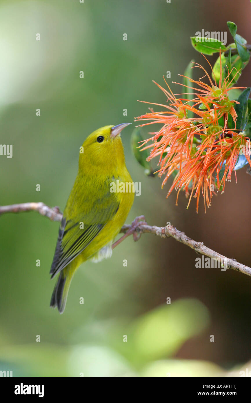New species of birds in hawaii hi-res stock photography and images - Alamy