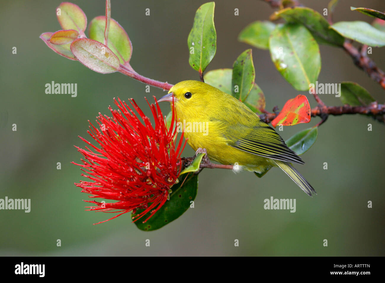 Anianiau (Hemignathus parvus) on red ohia flower. Found only on Kauai ...