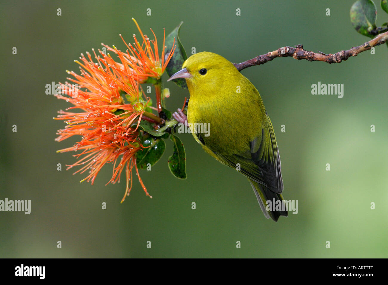 New species of birds in hawaii hi-res stock photography and images - Alamy