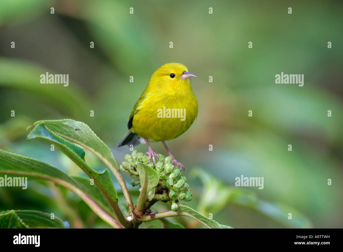 New species of birds in hawaii hi-res stock photography and images - Alamy
