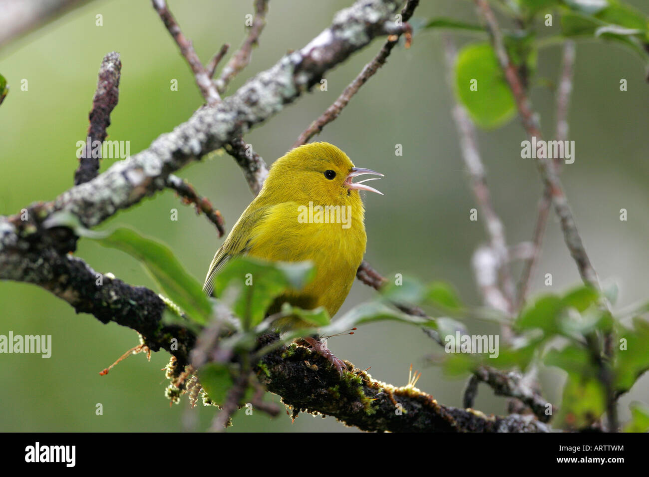New species of birds in hawaii hi-res stock photography and images - Alamy