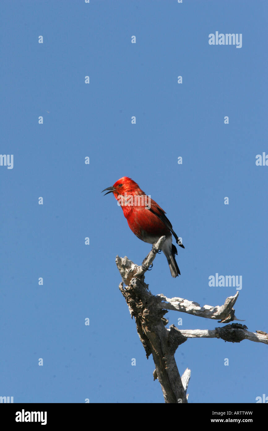Apapane singing (Himatione sanguinea) Most common of Hawaiian ...