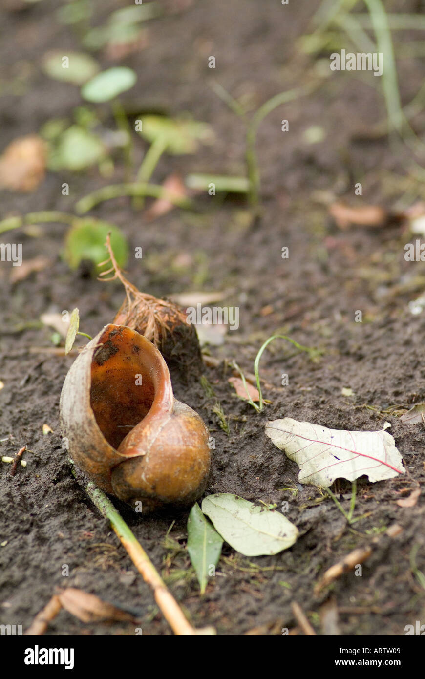 empty fresh water apple snail shell on muddy lake pond bank Florida ...