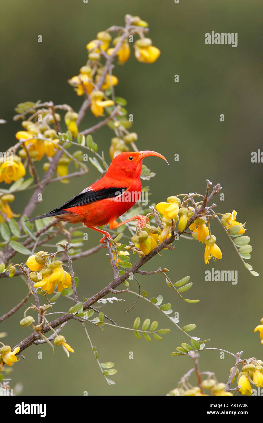 Iiwi hawaii hi-res stock photography and images - Alamy