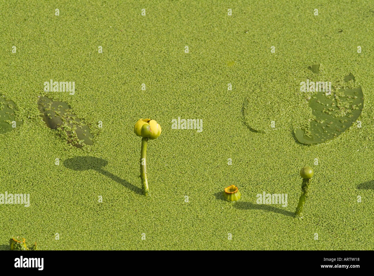 spatterdock yellow pond lily yellow cow lily Nuphar luteum and duckweed ...