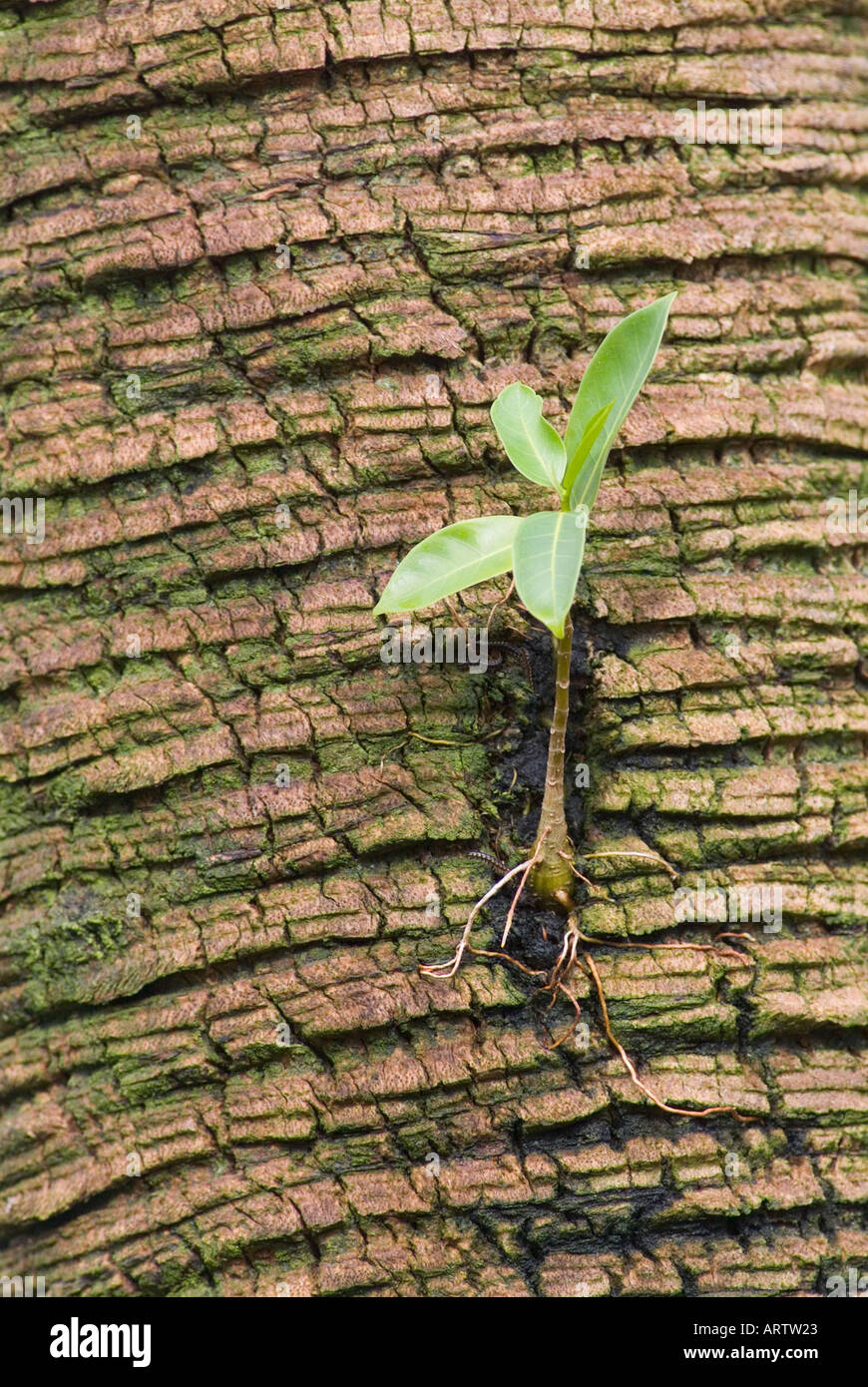 strangler fig golden fig Ficus aurea Mulberry Family on Palm tree new ...