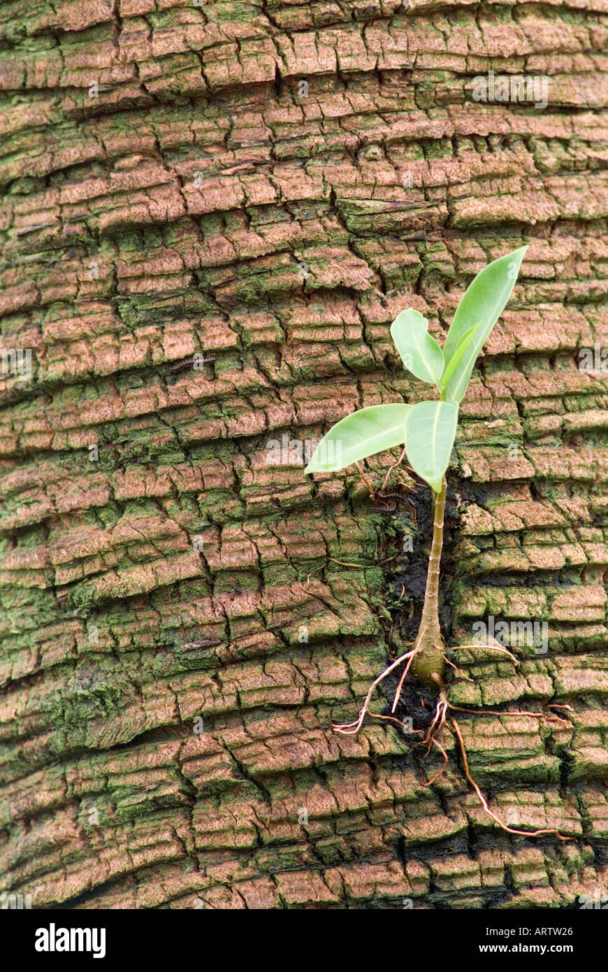 strangler fig golden fig Ficus aurea Mulberry Family on Palm tree new ...