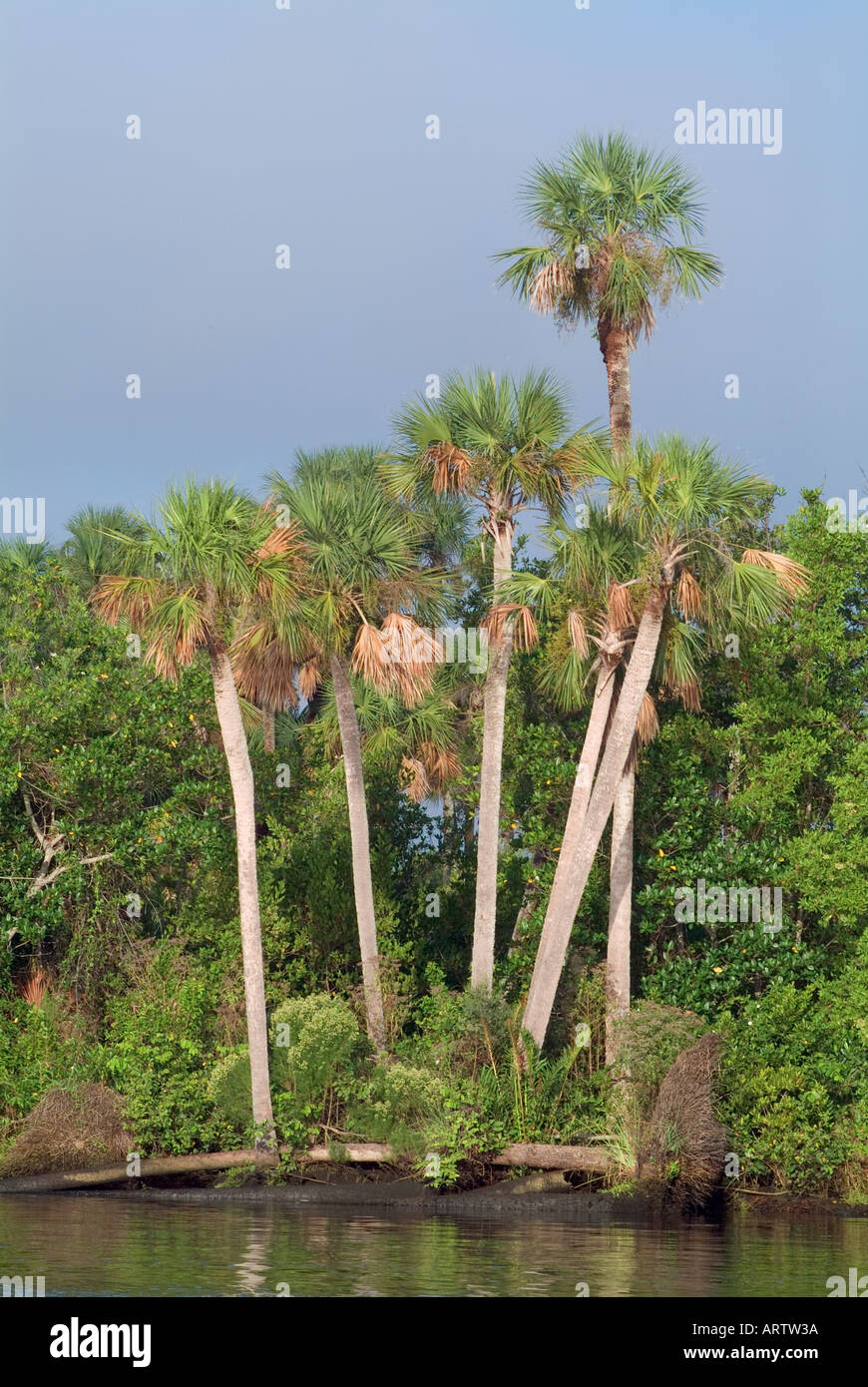 palm trees on river bank Stock Photo - Alamy
