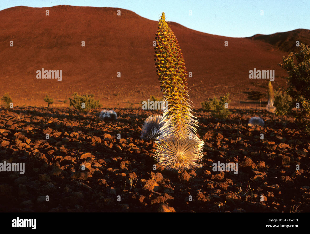 Mauna kea silversword hi-res stock photography and images - Alamy