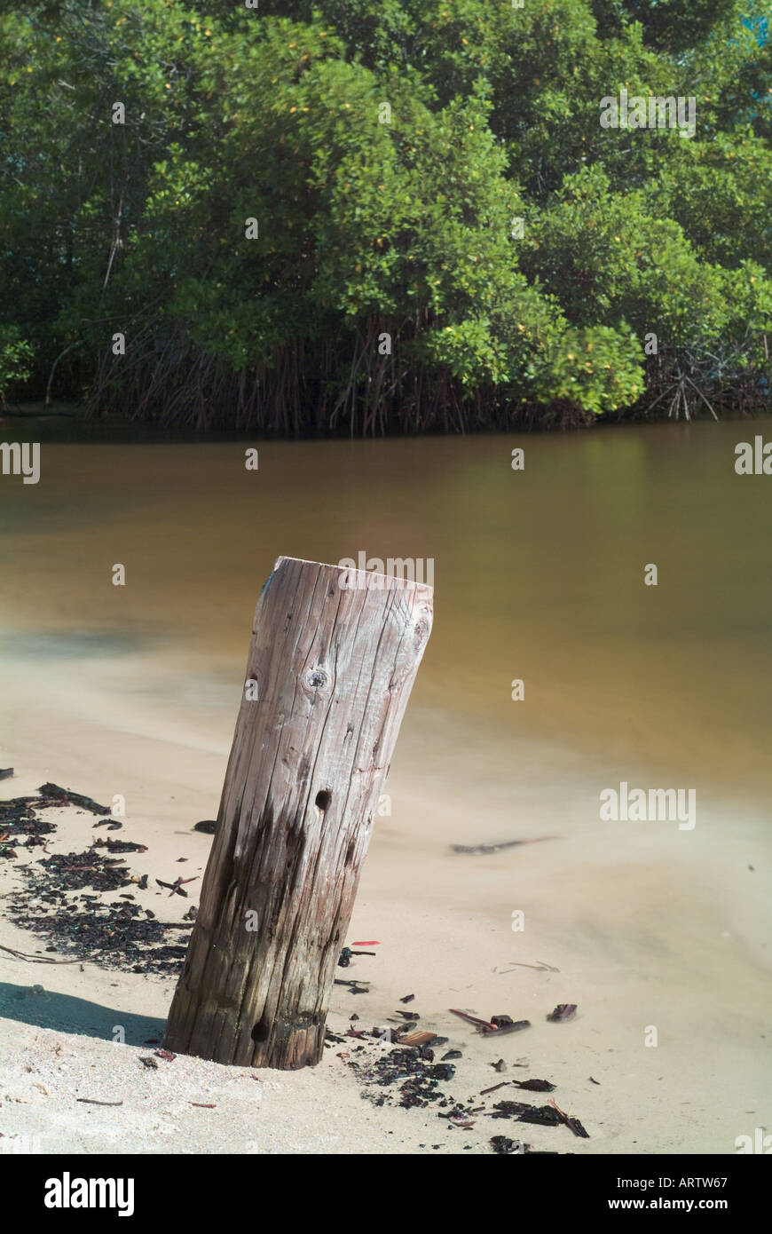 post wood piling in sandy shore Indian River Lagoon IRL Intacoastal ...