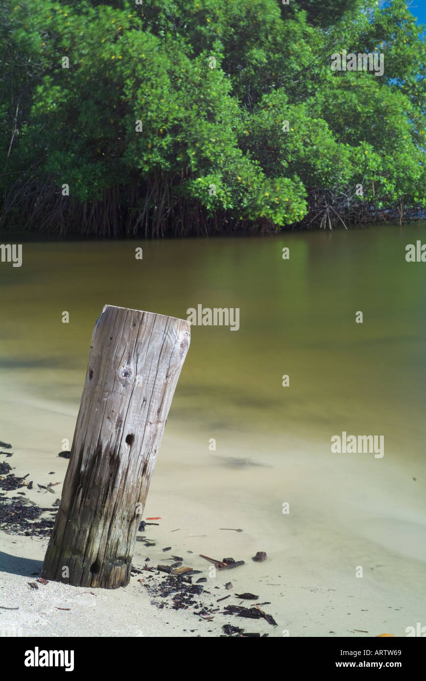 post wood piling is sandy shore Indian River Lagoon IRL Intacoastal ...
