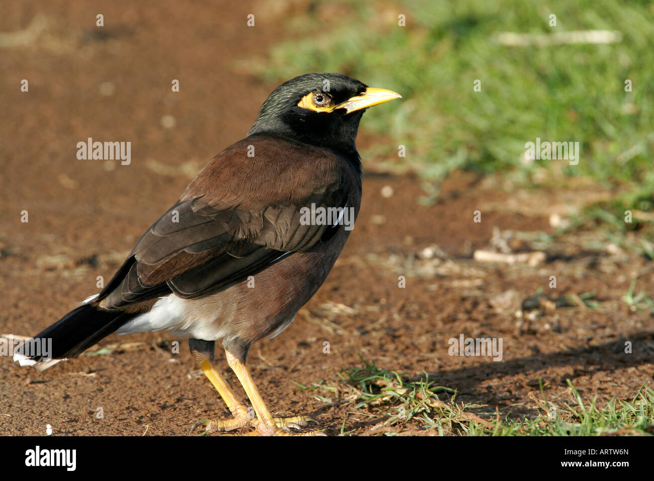 Common Mynah. Introduced to Hawaii from India. Common on all major ...