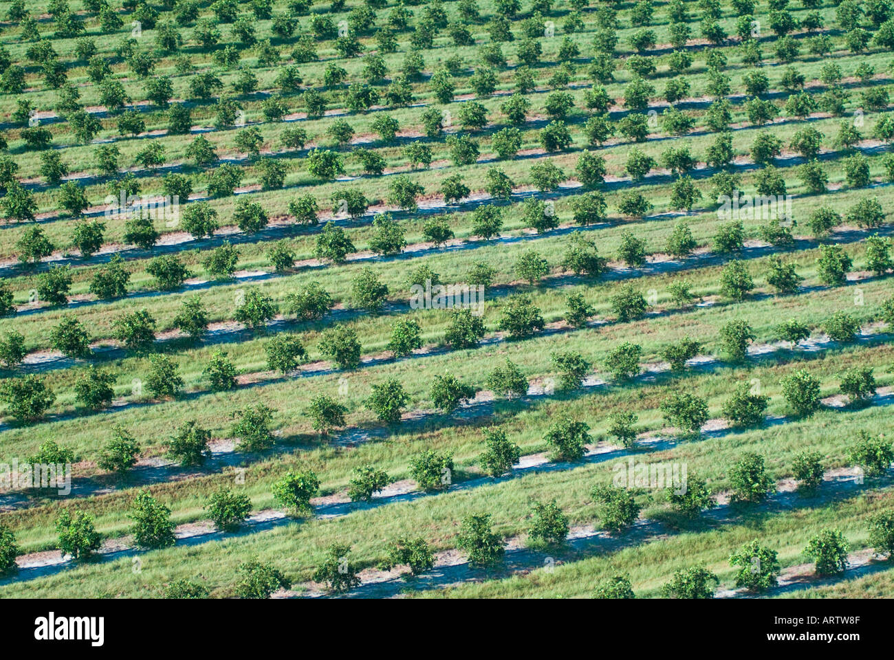 young citrus trees in rows new growth farming agriculture Florida Stock ...
