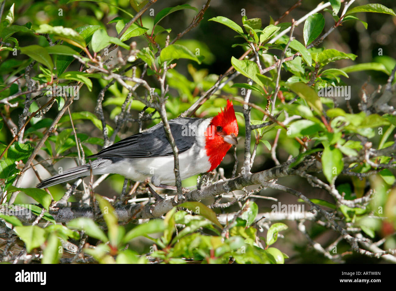 Red crested cardinal (Paroaria coronata) Introduce from Brazil. Found ...