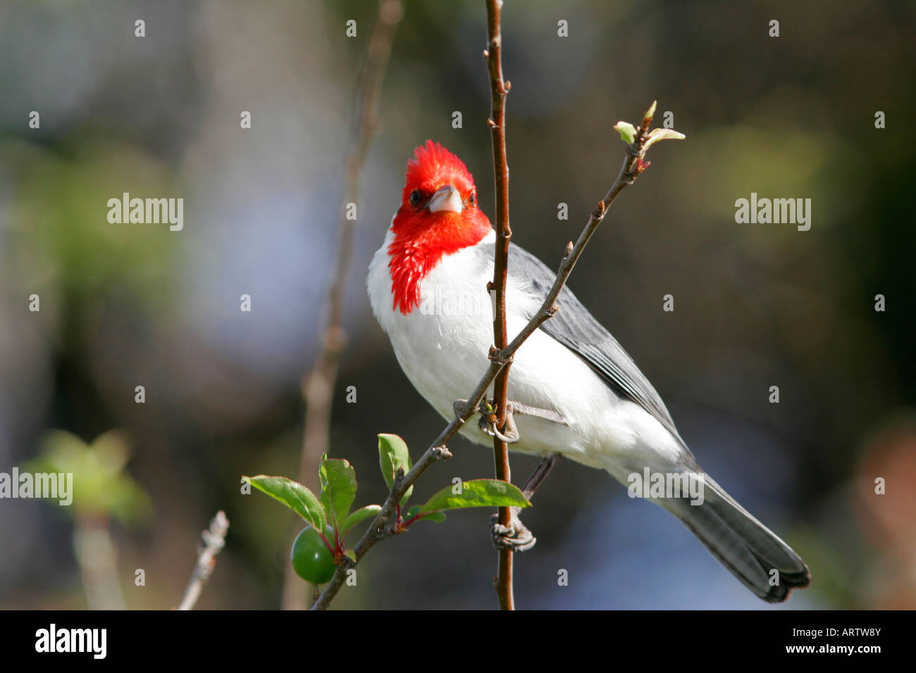 Red crested cardinal (Paroaria coronata) Introduce from Brazil. Found ...