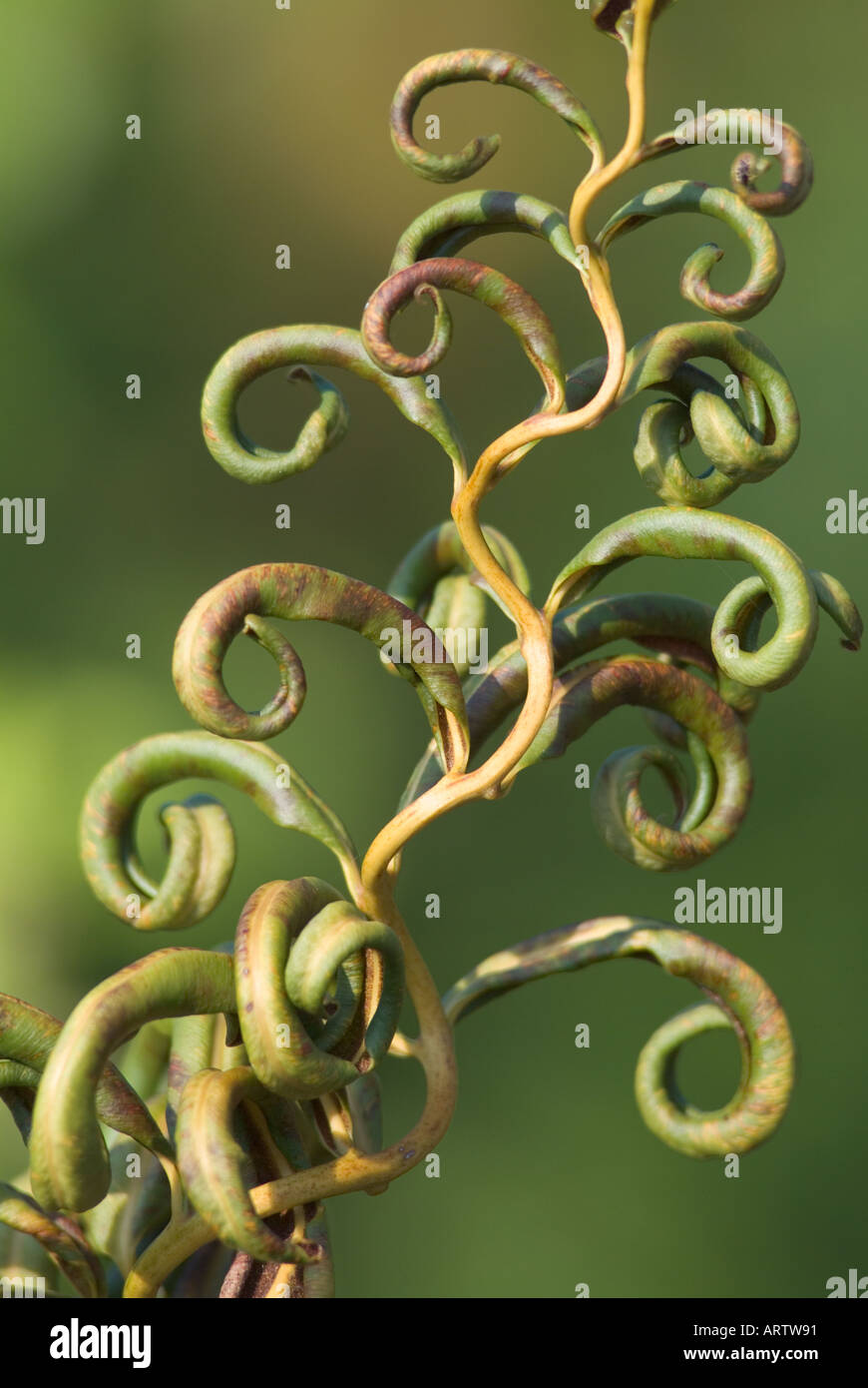 curly fern plant curls green vegetation Stock Photo - Alamy