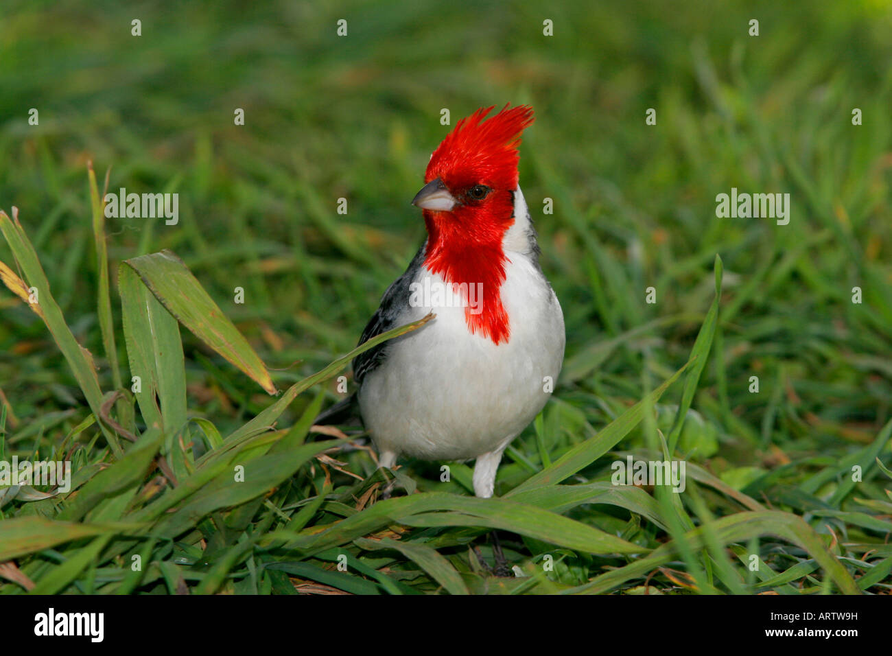 Red crested cardinal (Paroaria coronata) Introduce from Brazil. Found ...