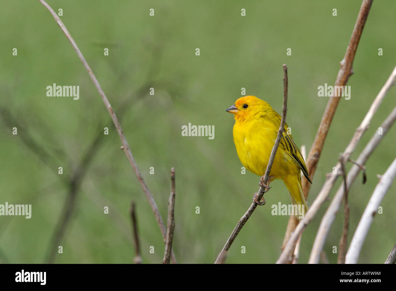 Saffron Finch (Sicalis flaveola) Introduced from South Amarica. Common ...