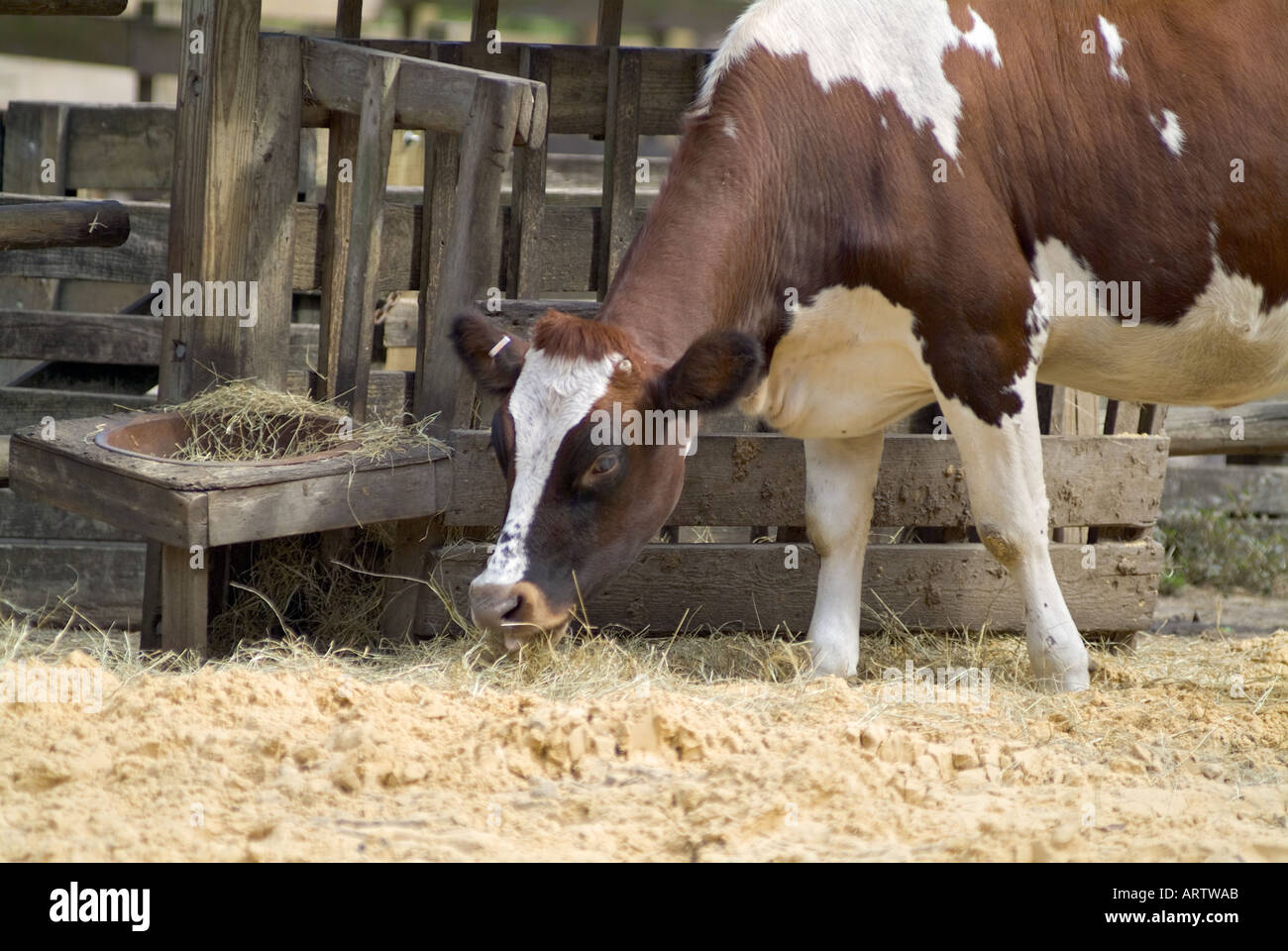 farm animals animal livestock cow heifer Stock Photo - Alamy