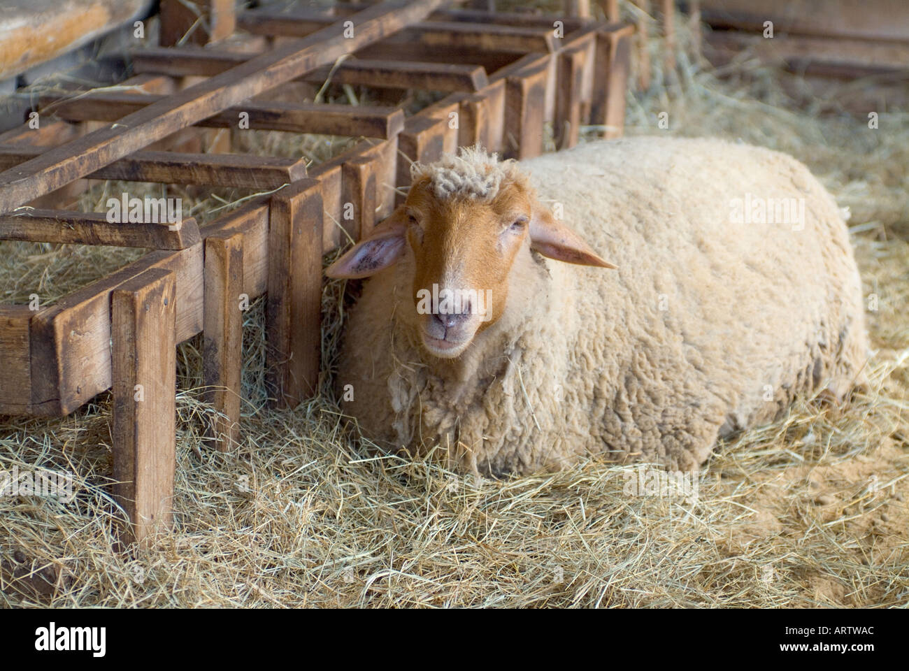 sheep wool farm animals animal livestock Stock Photo - Alamy