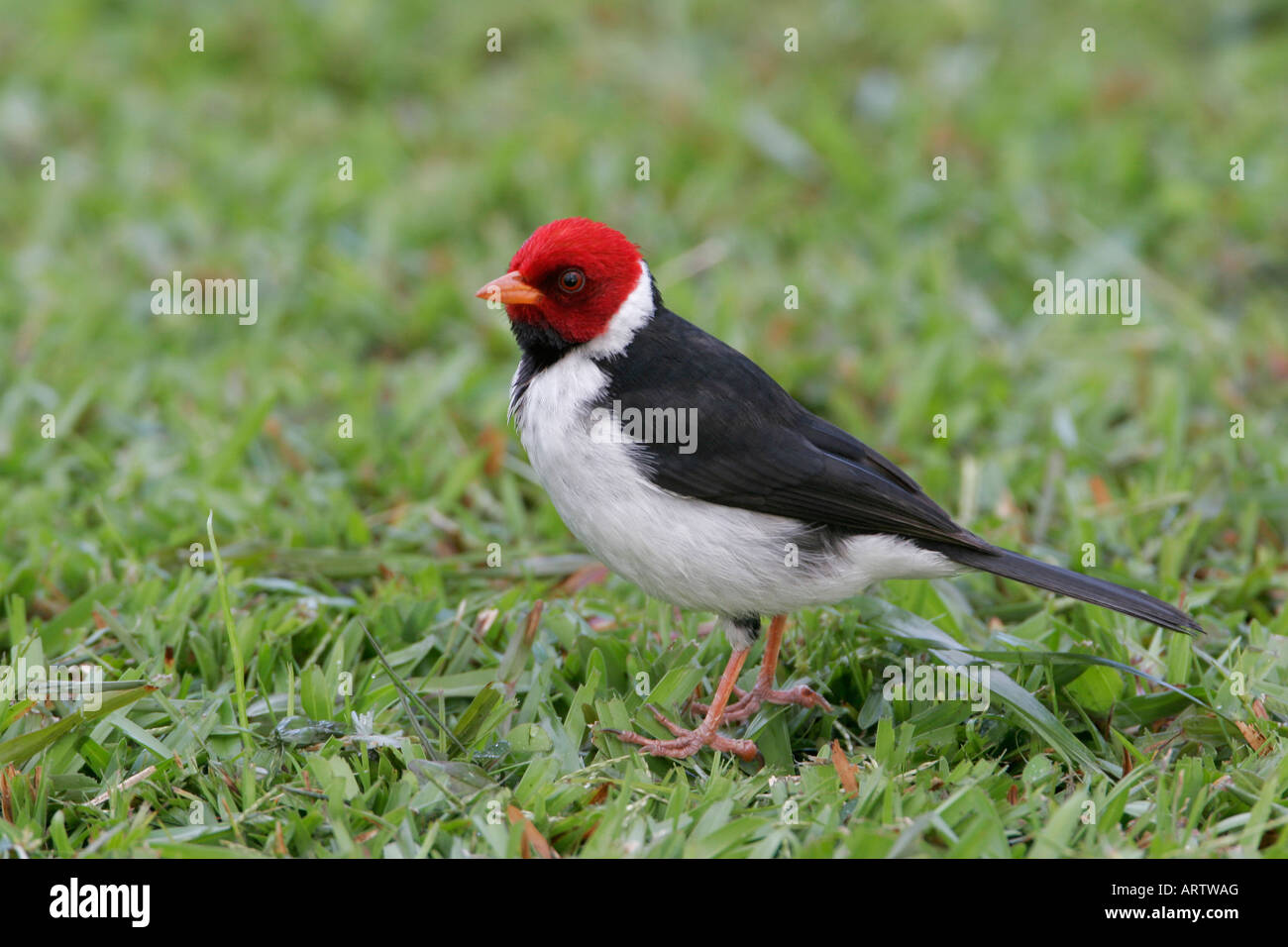 Yellow-Billed Cardinal,(Paroaria capitata) Introduced from South ...