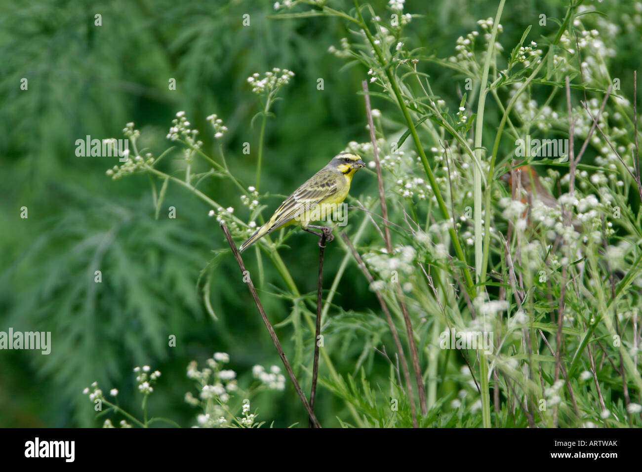 Yellow fronted canary serinus mozambicus hi-res stock photography and ...