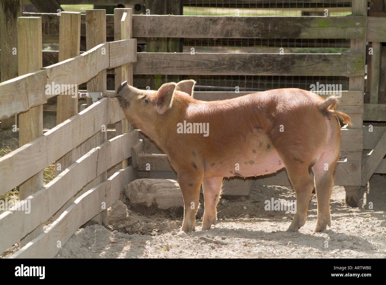 pig drinking from water fountain farm animals animal livestock Stock ...