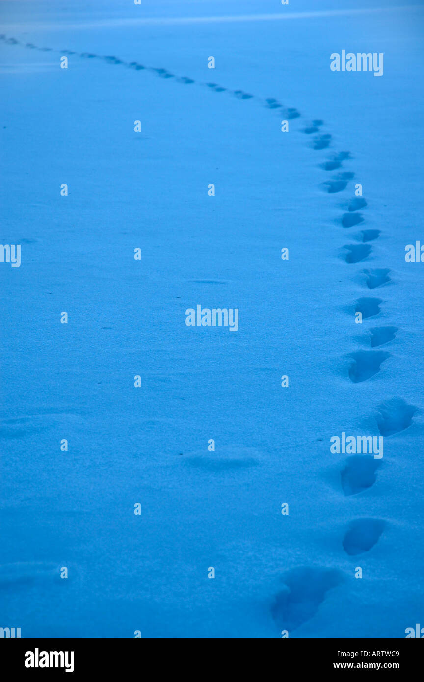 Footprints in the snow Stock Photo - Alamy
