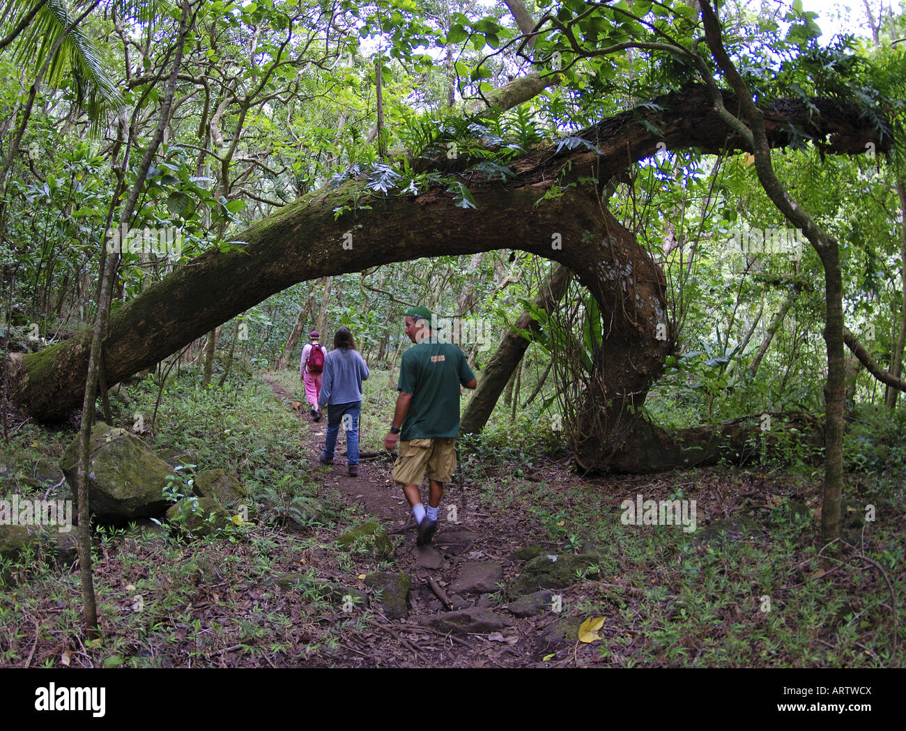 Hiking through the tropical rainforest on the Halawa Falls Trail ...