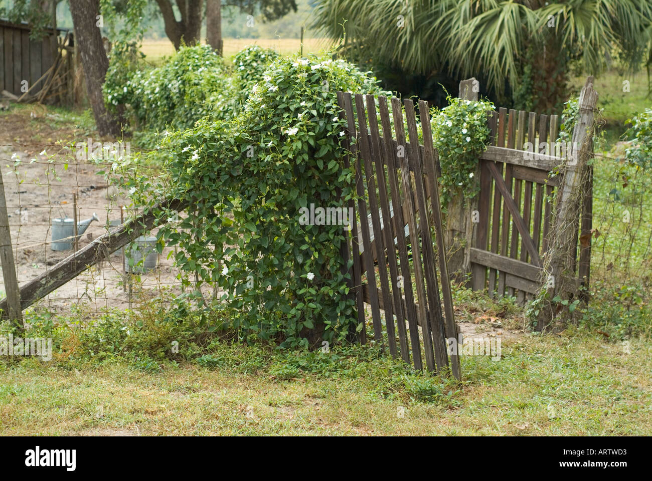 Dudley Farm Historic State Park Newberry Florida Stock Photo - Alamy
