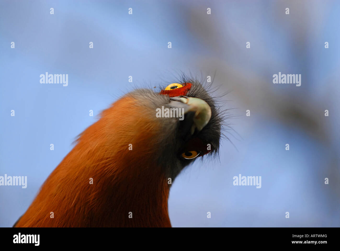 Palawan malkoha hi-res stock photography and images - Alamy