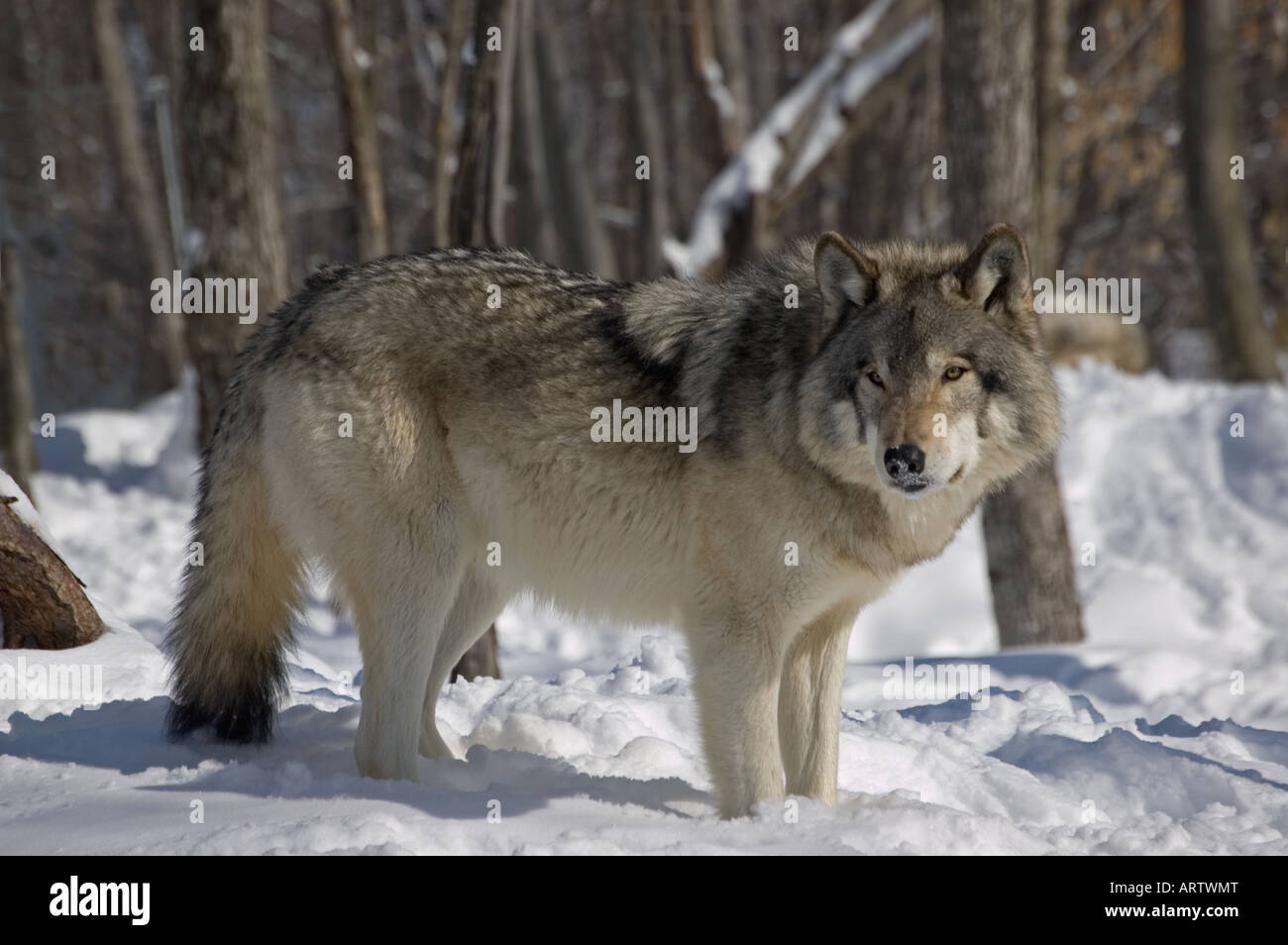 A Timber Wolf Stock Photo - Alamy