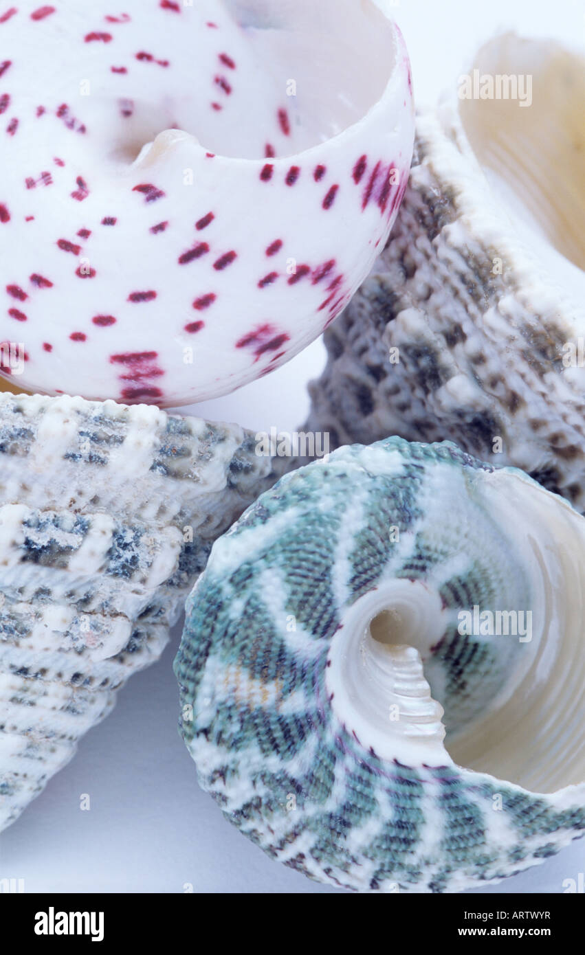 A Still life of Shells Stock Photo - Alamy