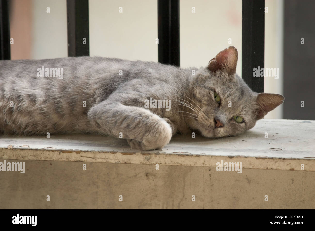 Miserable cat hi-res stock photography and images - Alamy