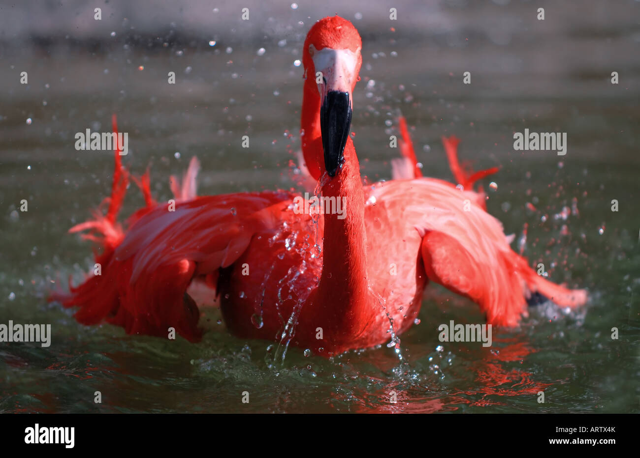 Flamingo taking a bath Stock Photo - Alamy