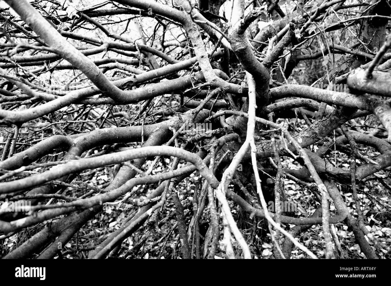 Black tree branches Black and White Stock Photos & Images - Alamy