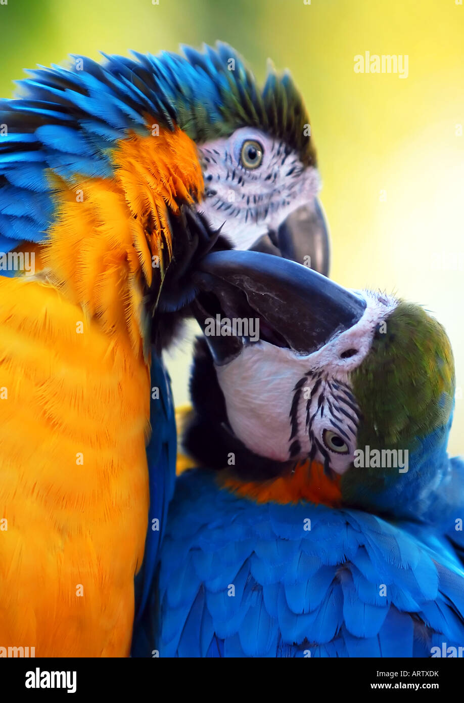 Two golden macaws Stock Photo - Alamy