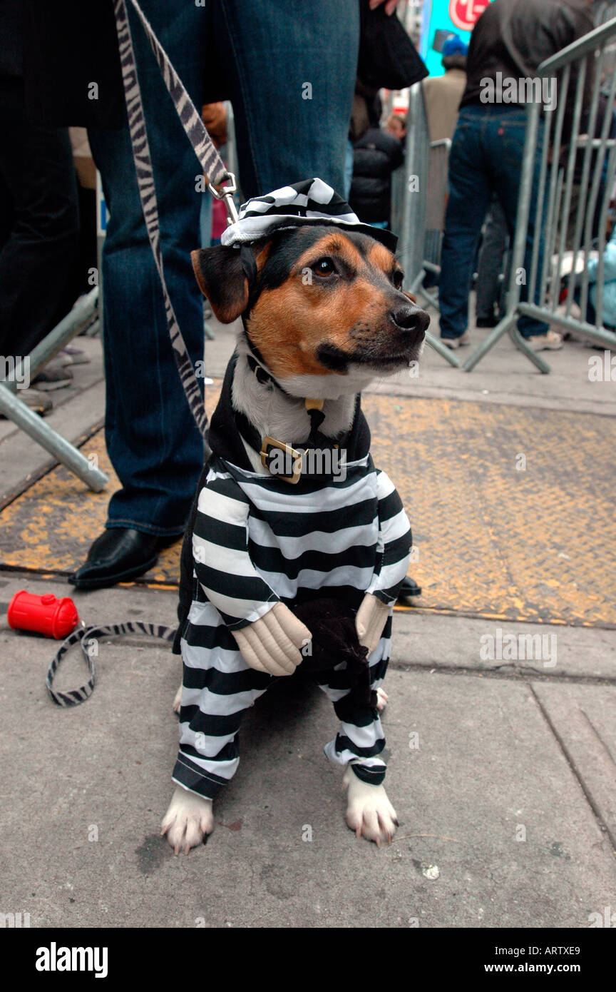 Jailbird fashion hi-res stock photography and images - Alamy