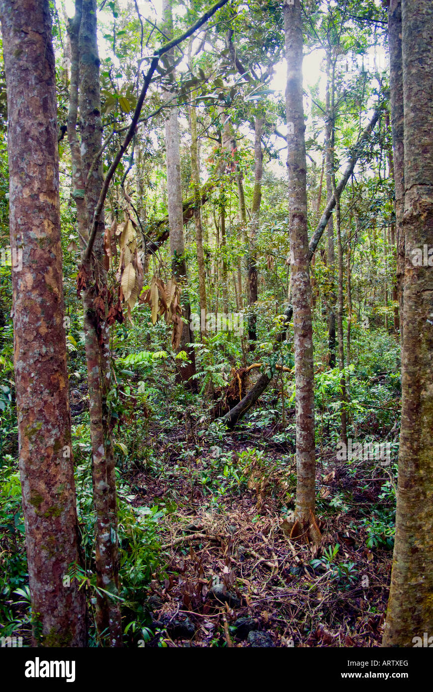 Mabi Forest, Curtain Fig National Park, Queensland, Australia Stock ...
